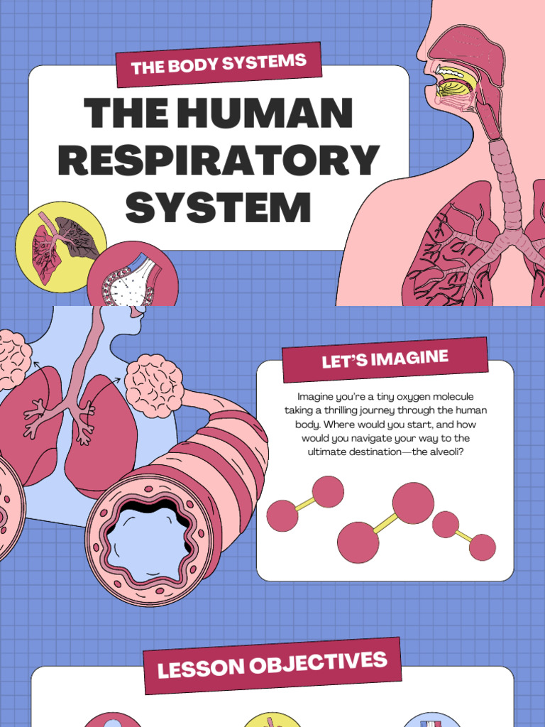 The Respiratory System Educational Presentation in Blue, Yellow, and ...
