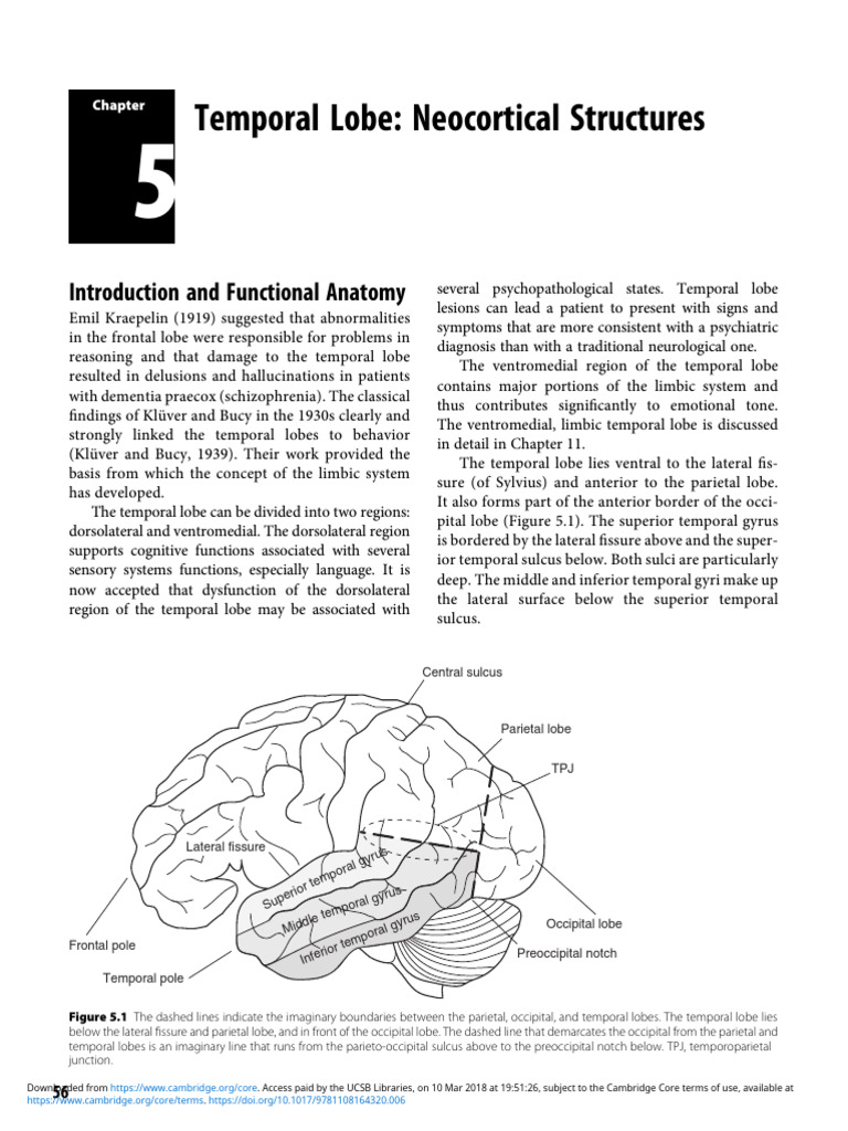 Temporal Lobe | PDF | Insular Cortex | Auditory System