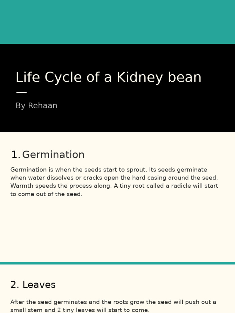 Life Cycle of A Kidney Bean | PDF