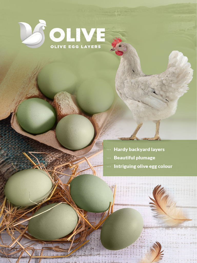 Olive CS Product Leaflet en L1201-1 | PDF | Poultry Farming | Breeding