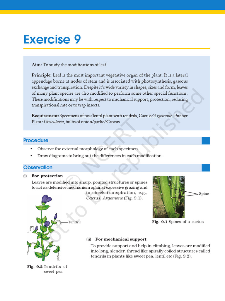 11th NCERT Lab Manual | PDF | Plant Stem | Tissue (Biology)