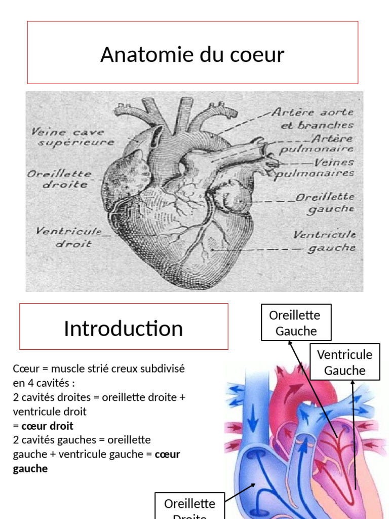 Anatomie du coeur+_1659546593794 | PDF | Cœur | Atrium (anatomie)