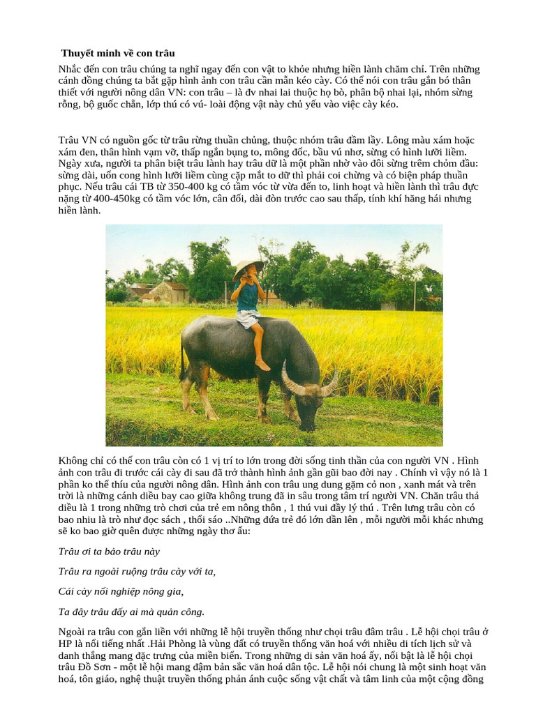 Bai Thuyet Minh Ve Con Trau | PDF