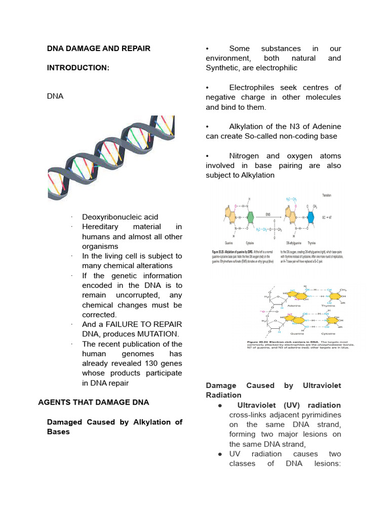 DNA-DAMAGE-AND-REPAIR | PDF | Dna Repair | Dna