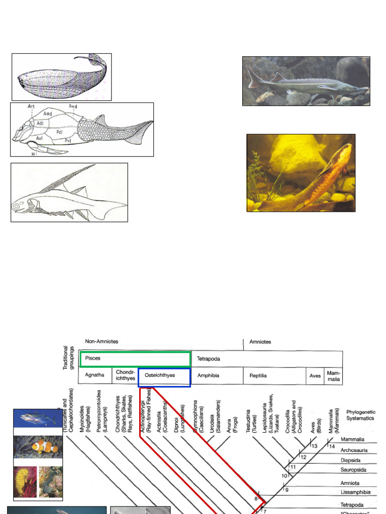 Diversidad de Peces Óseos y Características | PDF | Pescado