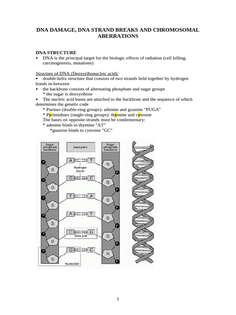 2 - Dna Strand Breaks and Chromosomal Aberrations | PDF | Point ...