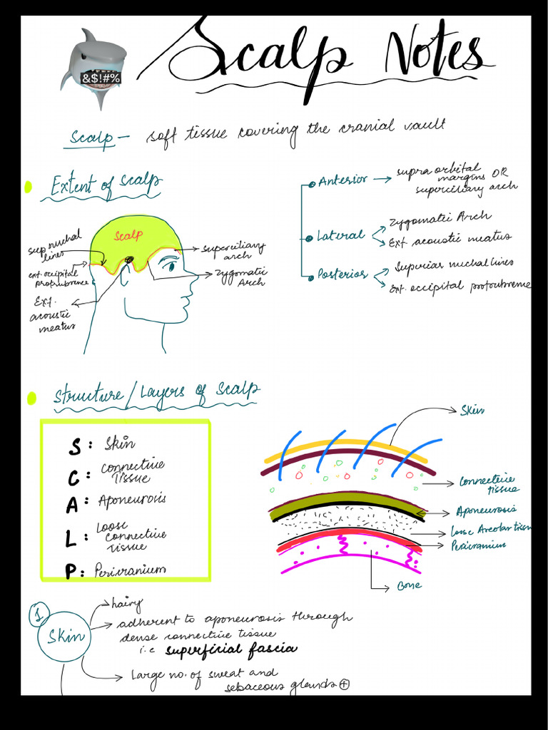 Scalp Notes | PDF