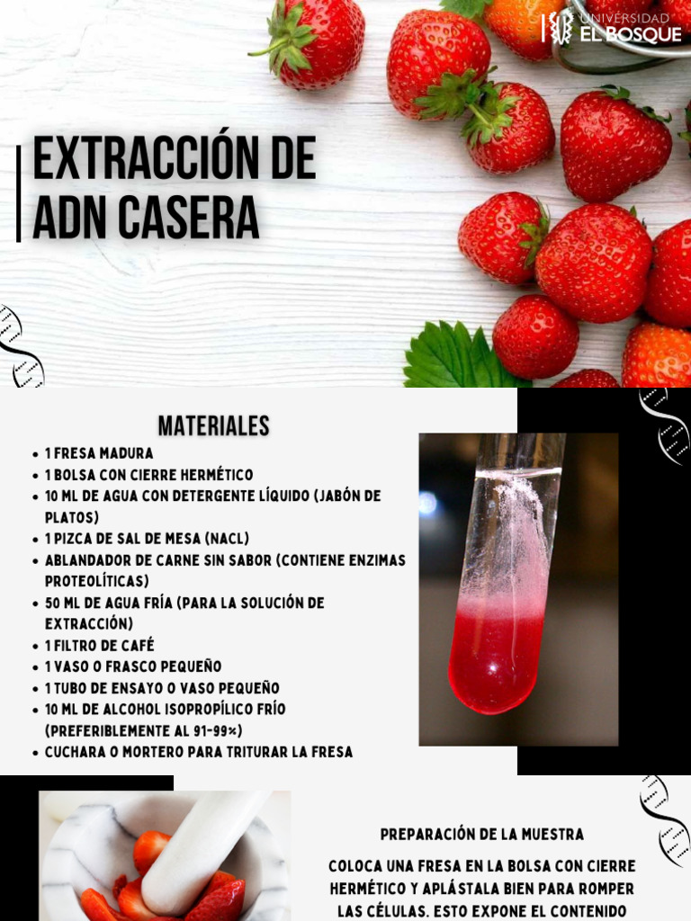 Extracción de ADN - 20241028 - 135003 - 0000 | PDF | Adn | Biología Celular)