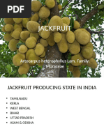 Jackfruit Production and Management | PDF | Pruning | Fertilizer