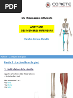 Radiographie de la cheville et du pied | PDF | Pied | Système squelettique