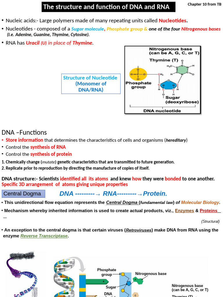 8 DNA Structure and Function | PDF | Translation (Biology) | Rna