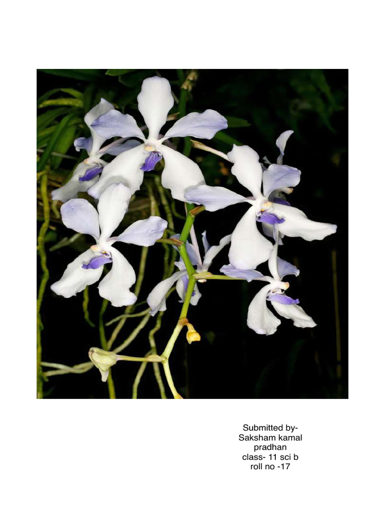 Biology PPT Saksham Kamal Pradhan 11 Science B | PDF | Habitat | Botany