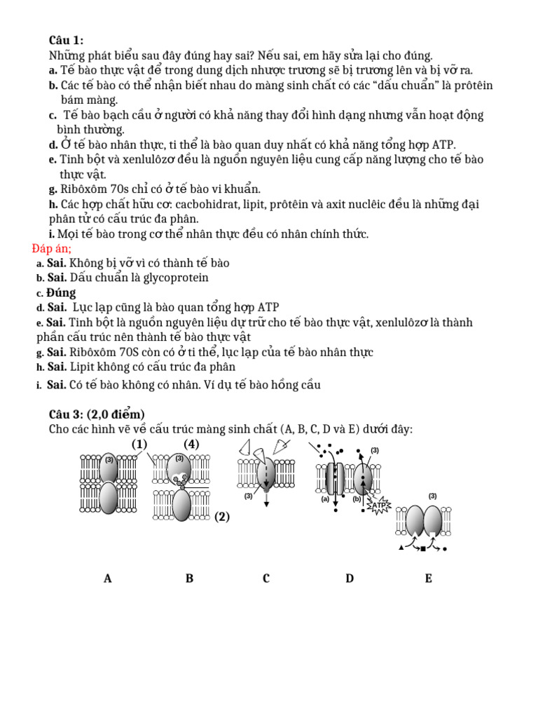 CÂU HỎI ÔN TẬP HSG | PDF