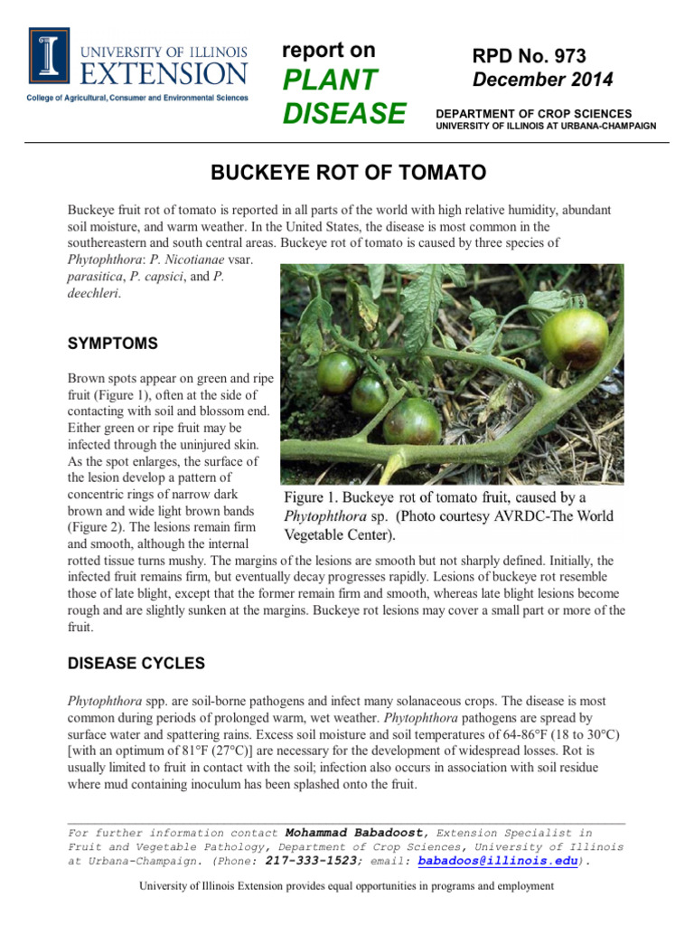 973-Buckey Rot of Tomato-2014 | PDF | Agriculture | Crops