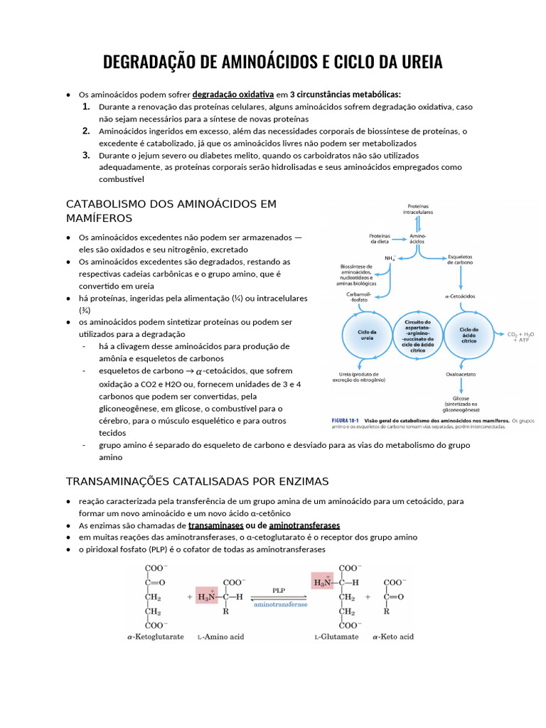 17 - Degradação de Aminoácidos e Ciclo Da Ureia | PDF | Aminoácido ...