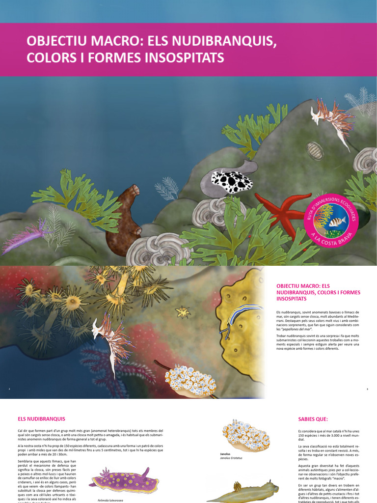 Eix 4 Nudibranquis - Cat | PDF