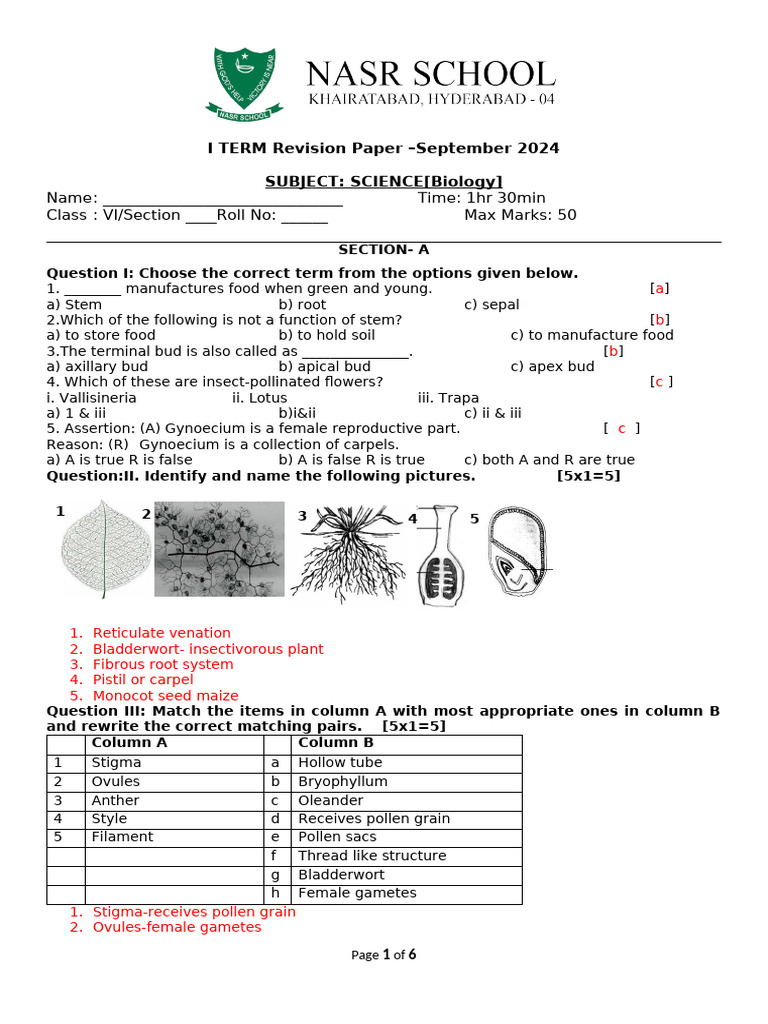 CLASS VI Science Biology Revision Paper Term -I - Key | PDF | Seed | Leaf