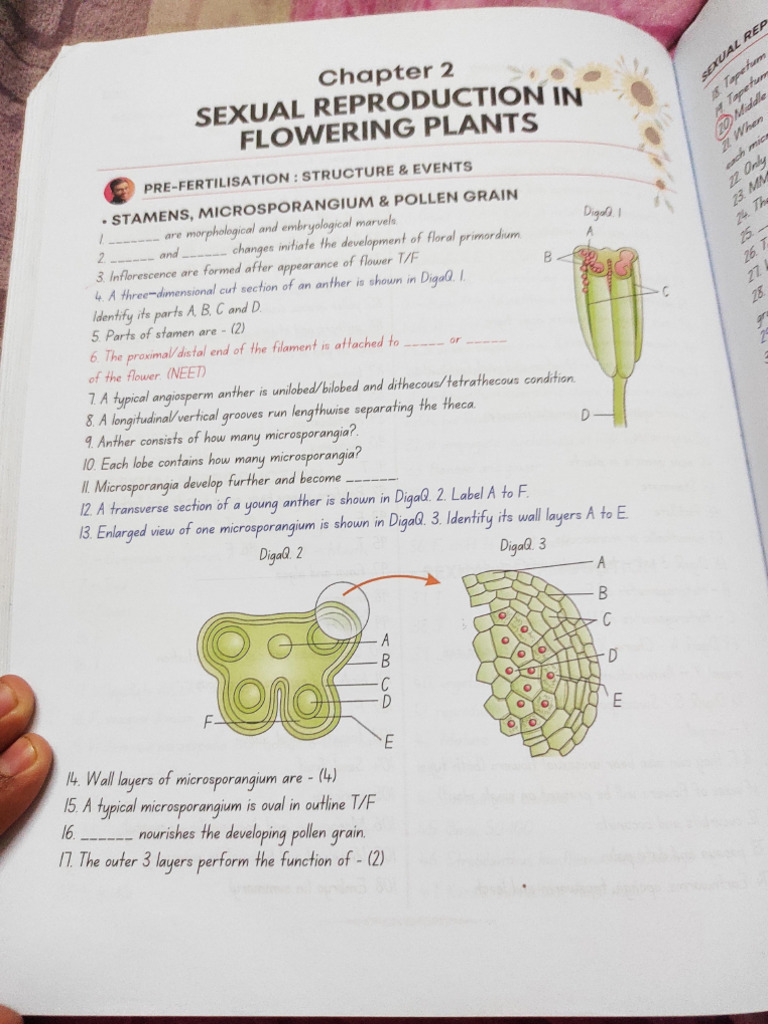 Anther Structure: Dithecous vs Tetrathecous | PDF | Flowers | Pollination