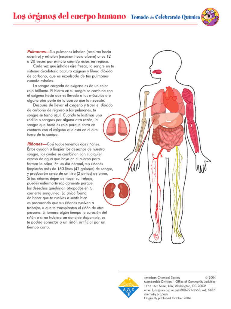Órganos del Cuerpo Humano Explicados | PDF | Sangre | Pulmón