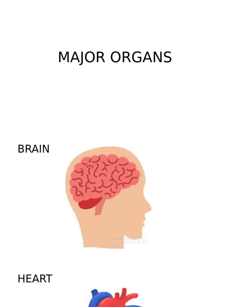 Major Organs | PDF