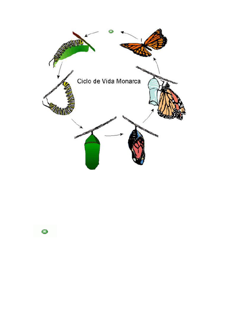 El ciclo de vida de la mariposa monarca | PDF | Larva | Lepidópteros