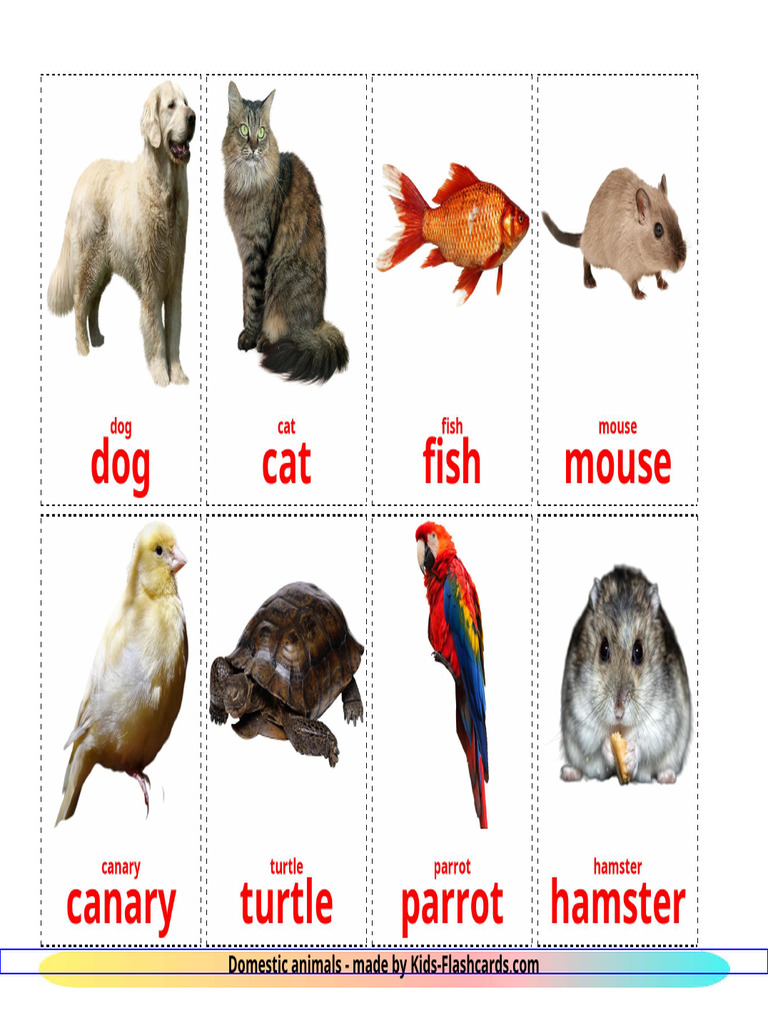 Domestic Animals 8 A4 | PDF