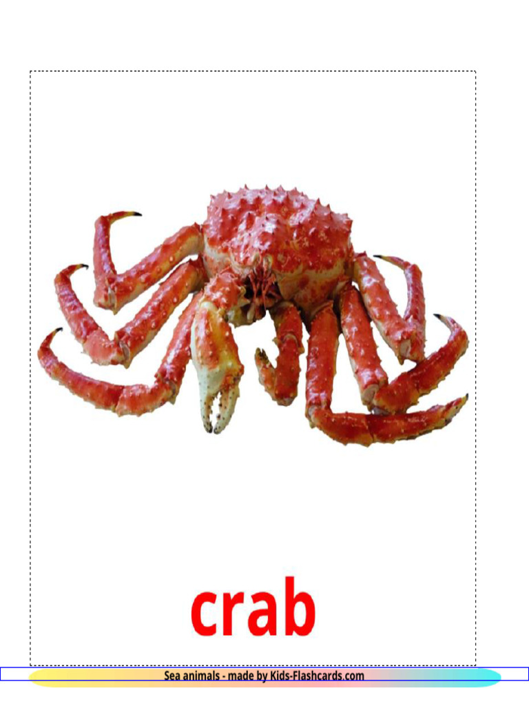 Sea Animals 1 Square | PDF