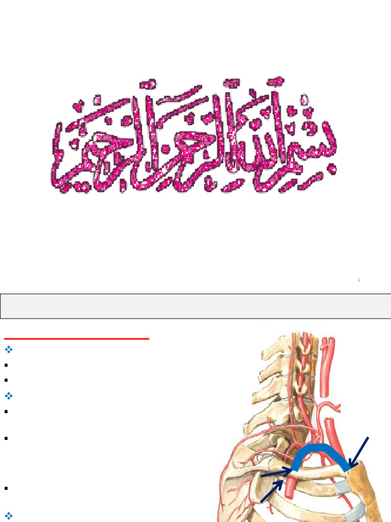 2nd Lecture Vessels at The Root of The Neck | PDF | Vertebra | Common Carotid Artery
