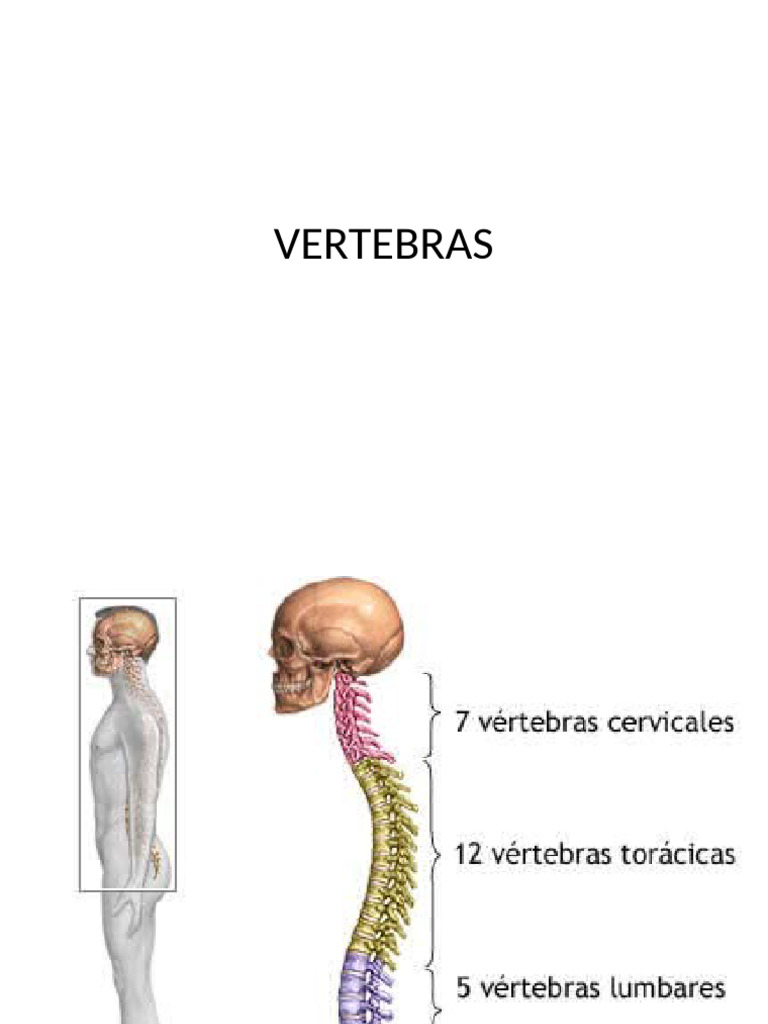 Vertebras | PDF