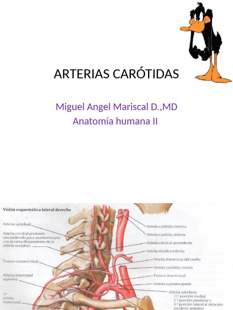 Arterias Carótidas | PDF | Laringe | Arteria carótida común