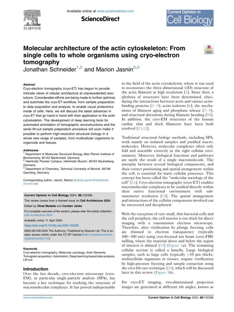 Actin Cytoskeleton Insights via Cryo-ET | PDF | Actin | Cell Biology