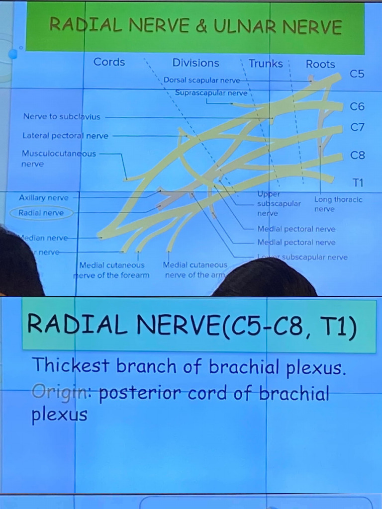 Radial and Ulnar Nerve | PDF