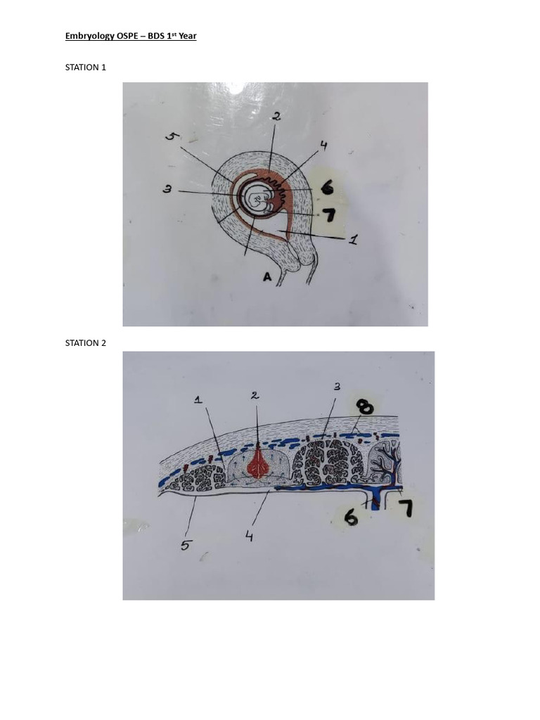 Embryology (Anatomy) Ospe | PDF