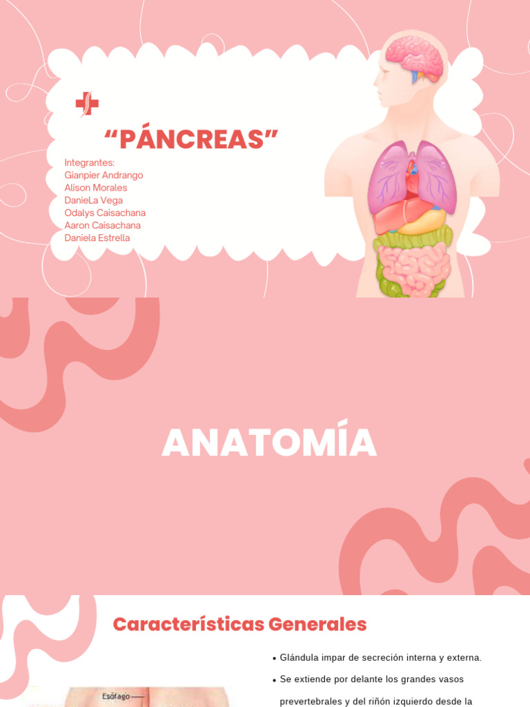 Pancreas 1 | PDF | Páncreas | Insulina