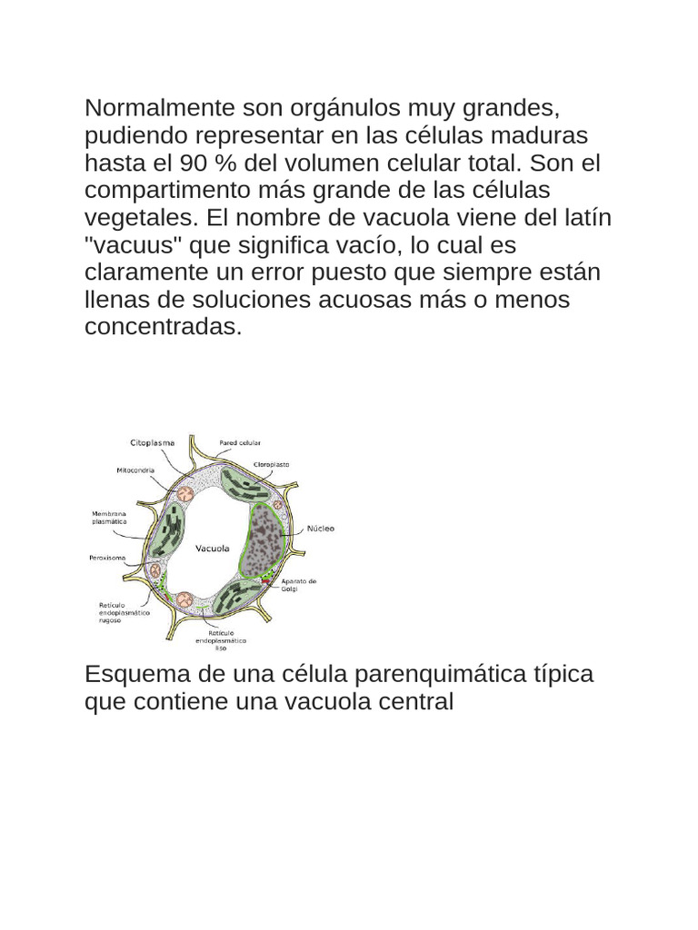 Vacuolas en Células Vegetales: Función y Estructura | PDF
