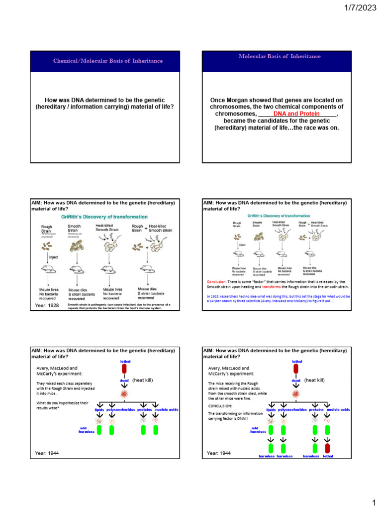 Chemical Basis of Inheritance | PDF | Dna | Nucleic Acids