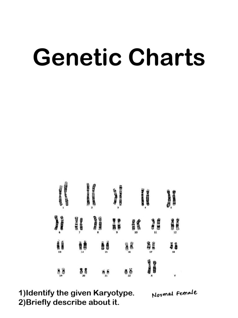Karyotype and Photograph Analysis | PDF