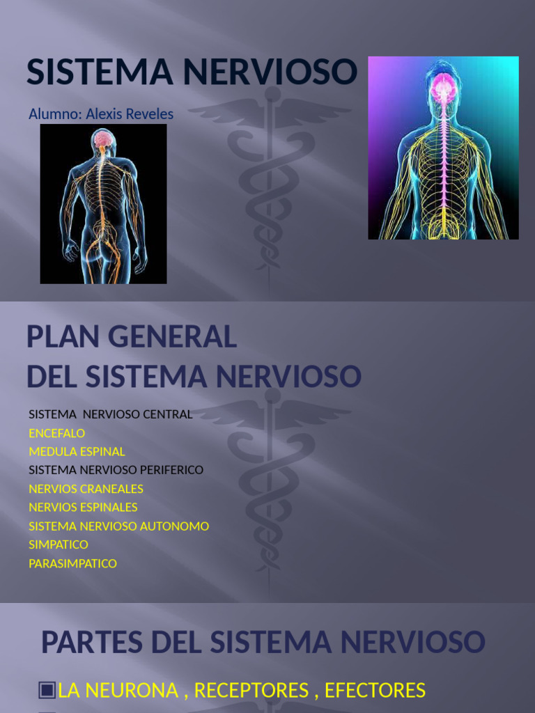Sistema Nervioso | PDF | Sinapsis | Sistema nervioso