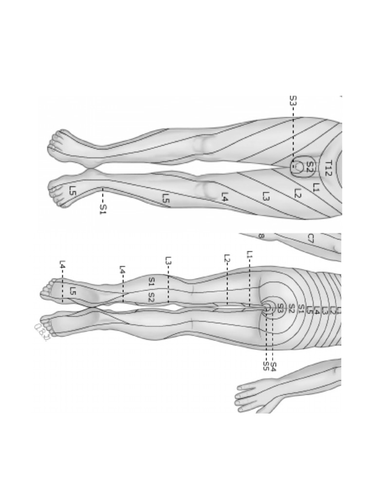 Spine Dermatom | PDF