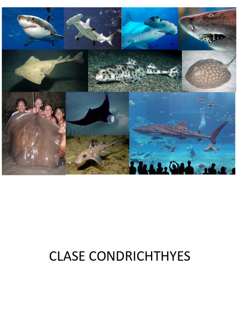 Espiráculo en Chondrichthyes | PDF | Tiburones | Gran tiburón blanco