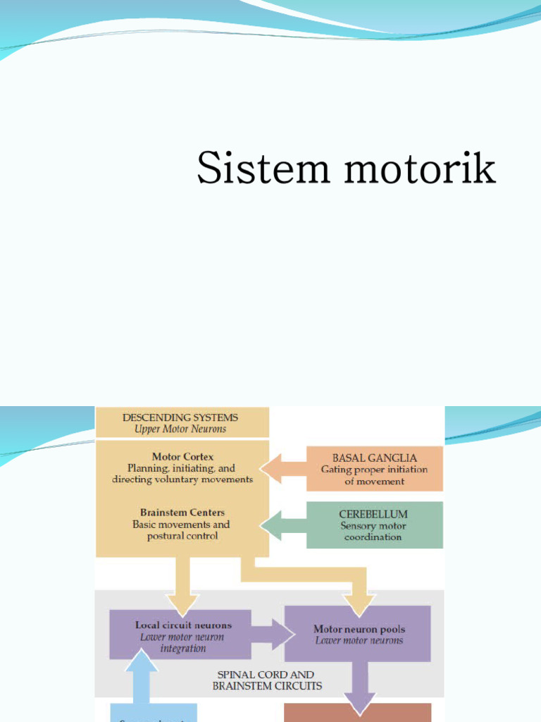 Sistem motorik | PDF