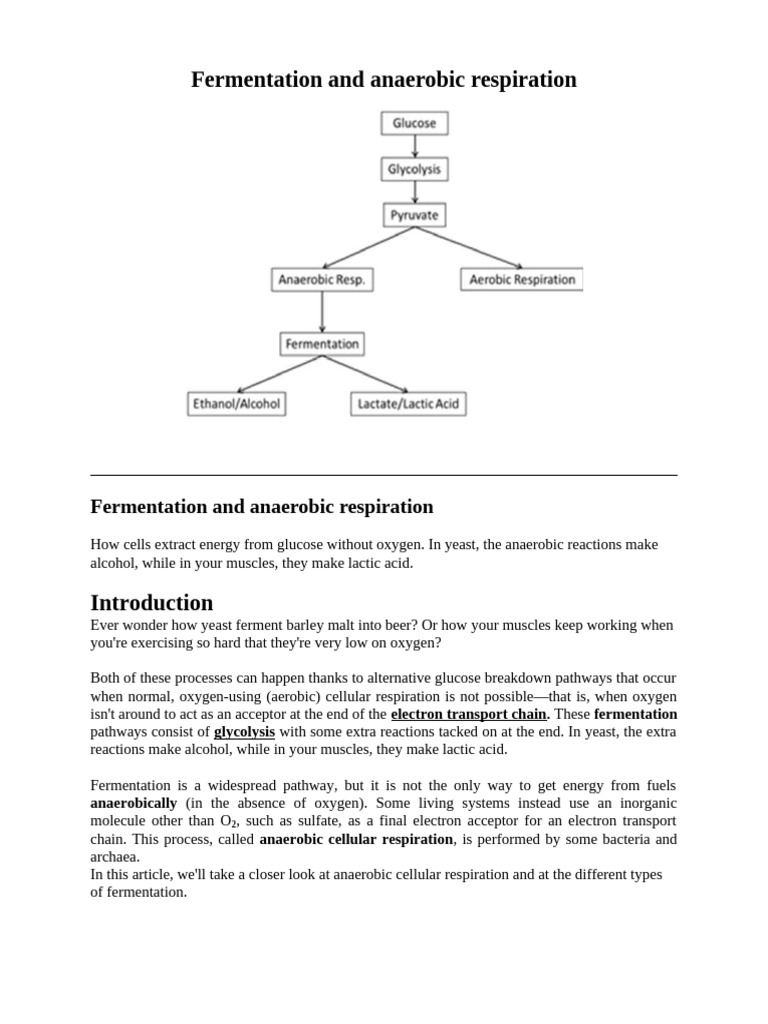Fermentation and Anaerobic Respiration Explained | PDF | Cellular ...