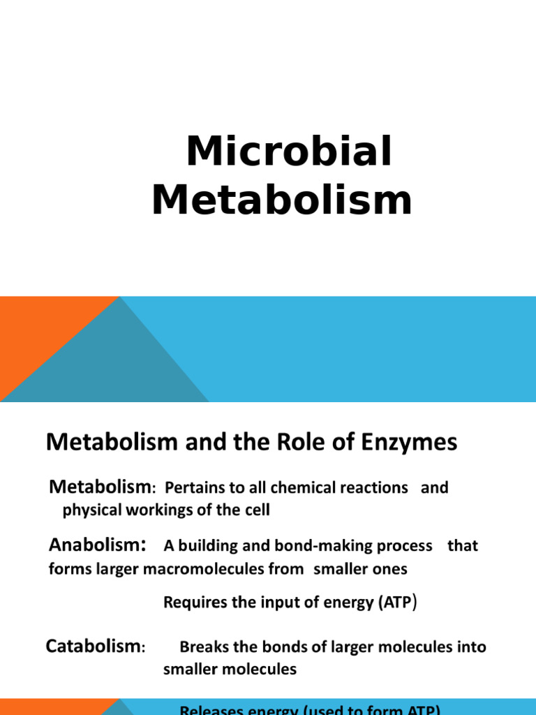 Lecture Microbial Metabolism, Class | PDF | Cellular Respiration ...