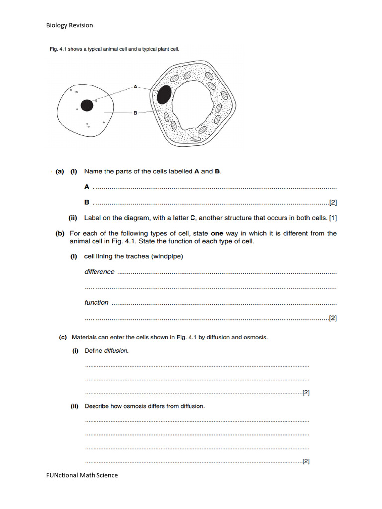 G9 RBK Biology Revision | PDF