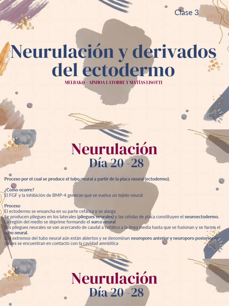 Neurulación y derivados del ectodermo | PDF | Sistema nervioso | Tejido ...