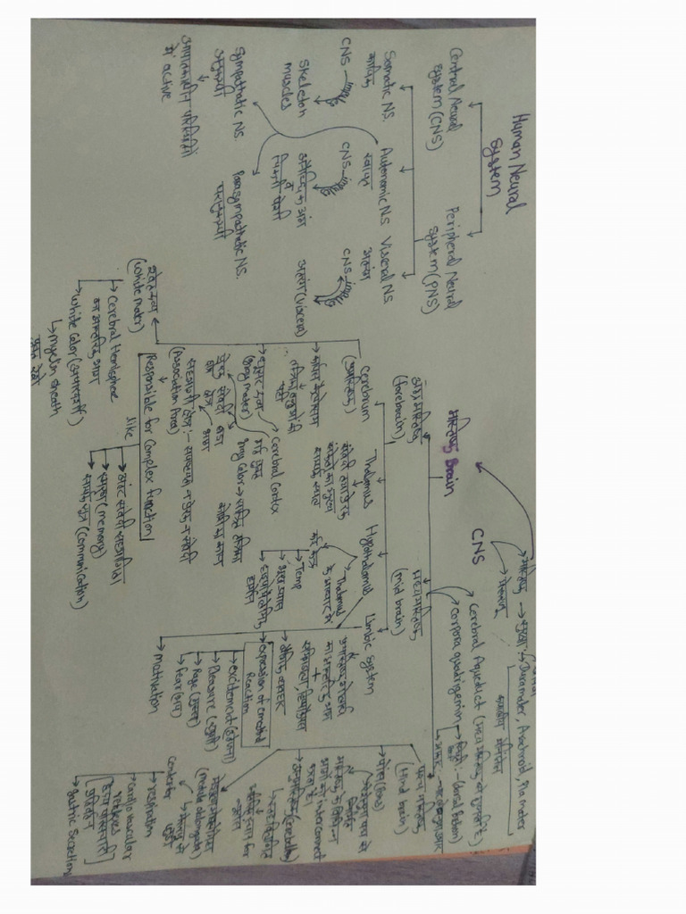 Human Nural System Flow Chart | PDF