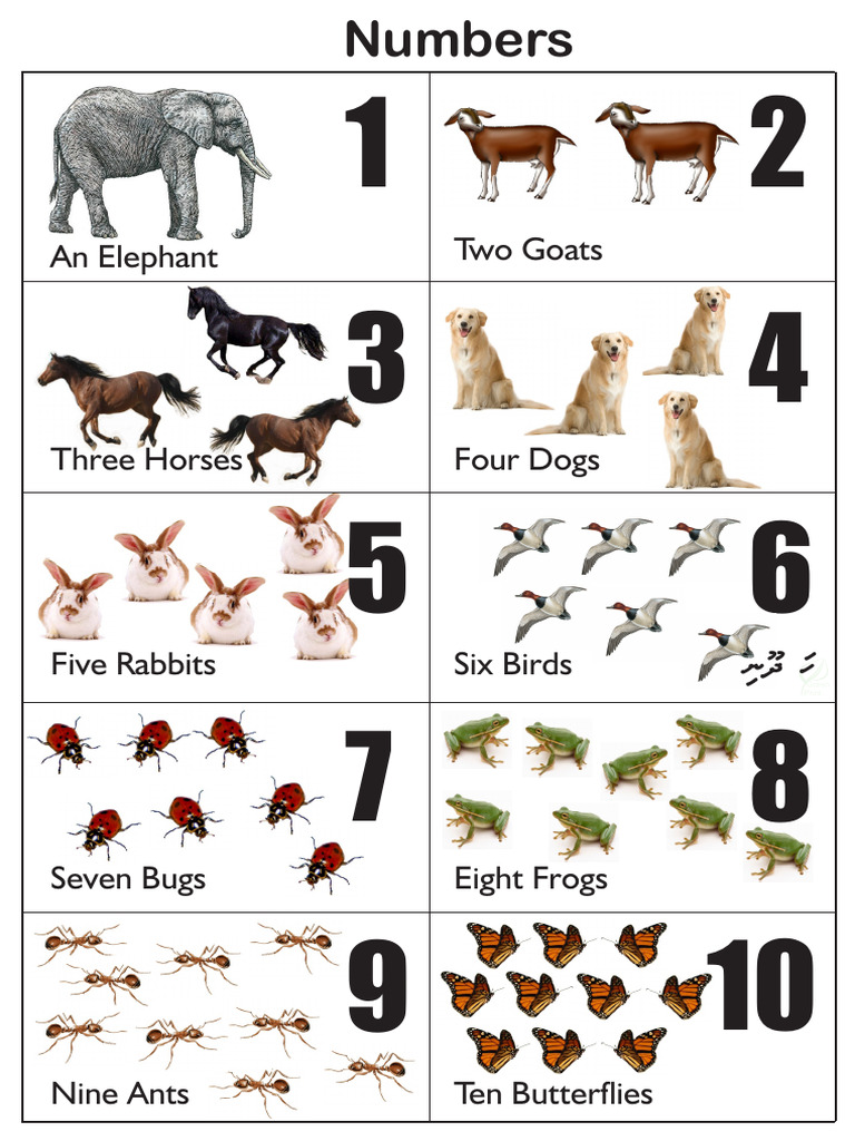 Numbers Card 1-10 With Pictures | PDF
