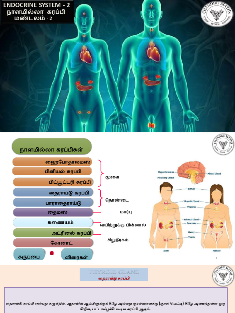 Chandru Maths: Endocrine System | PDF