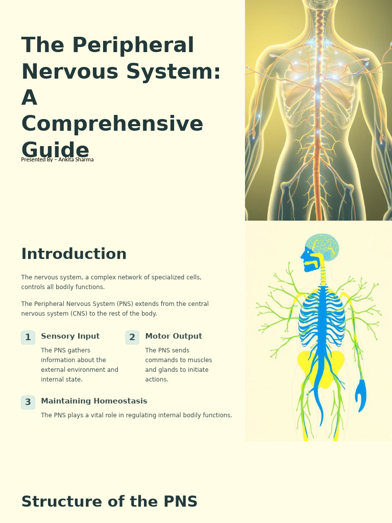 Commands from Sensory Nerves Explained | PDF | Nervous System | Nerve