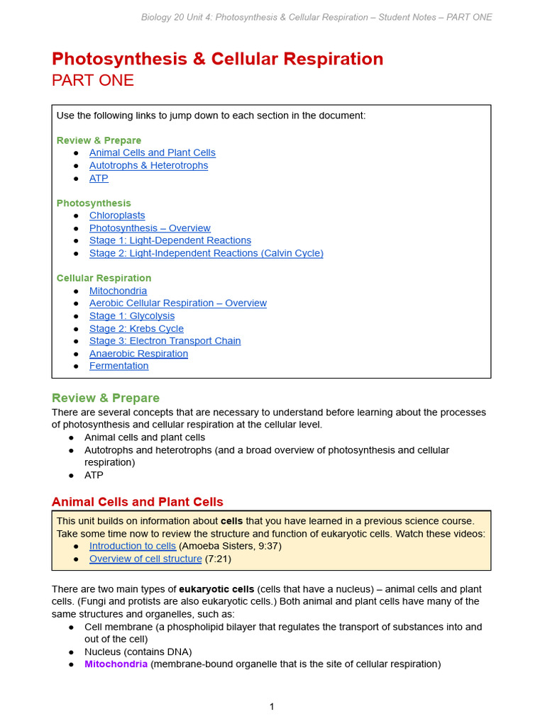 Photosynthesis & Respiration Overview | PDF | Cellular Respiration ...